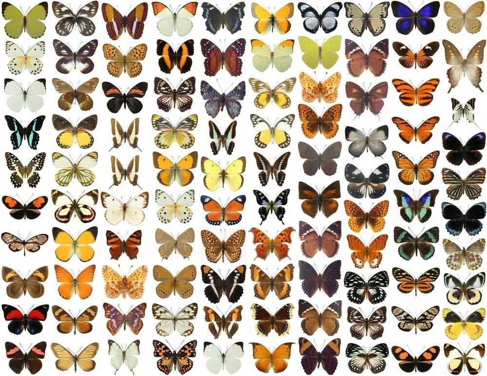 How Many Types Of Butterflies Are There