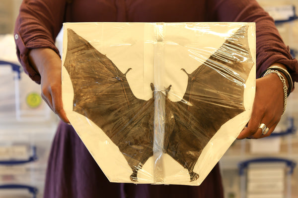 Leschenault’s Rousette Megabat (Rousettus leschenaultii) 14 INCH WINGS ...