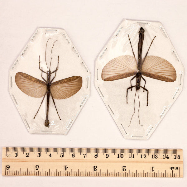 2 x Presbistus appendiculatus Winged Stick Insects - Asian Specimens ...