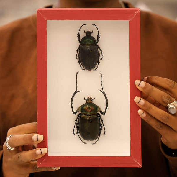 Museum-Quality Cheirotonus peracanus Beetle | Framed Specimen Display ...