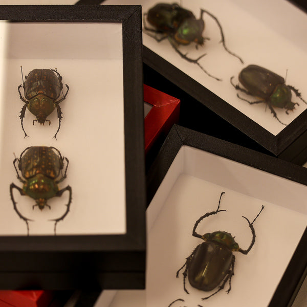 Museum-Quality Cheirotonus peracanus Beetle | Framed Specimen Display ...