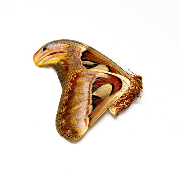 Giant Atlas Moths (Attacus atlas) A1 Specimens 8 INCH WINGSPAN ...