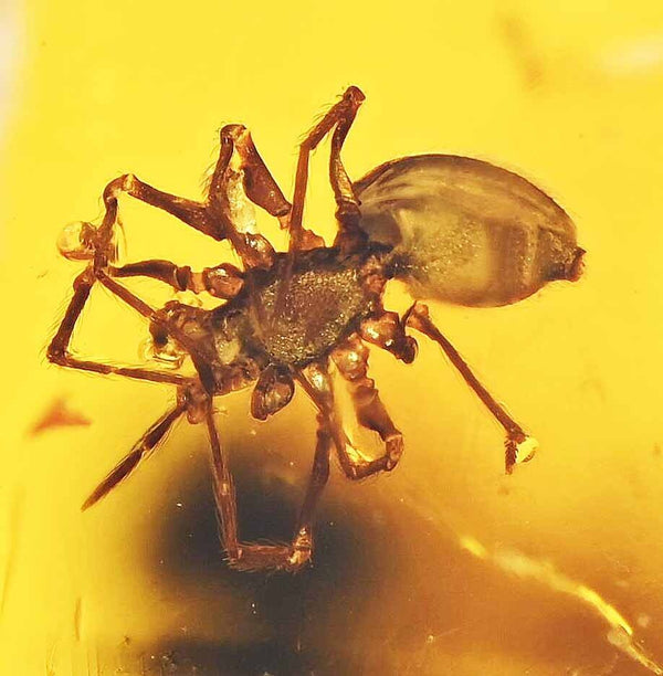 Arachnid Spider Fossil Inclusion in Burmese Amber (1612) - bugsdirect.com