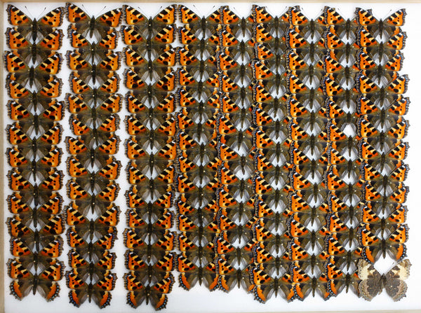 Pinned Spread British Butterflies | A1 Museum Quality | BugsDirect