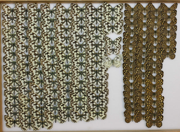 Pinned Spread British Butterflies | A1 Museum Quality | BugsDirect