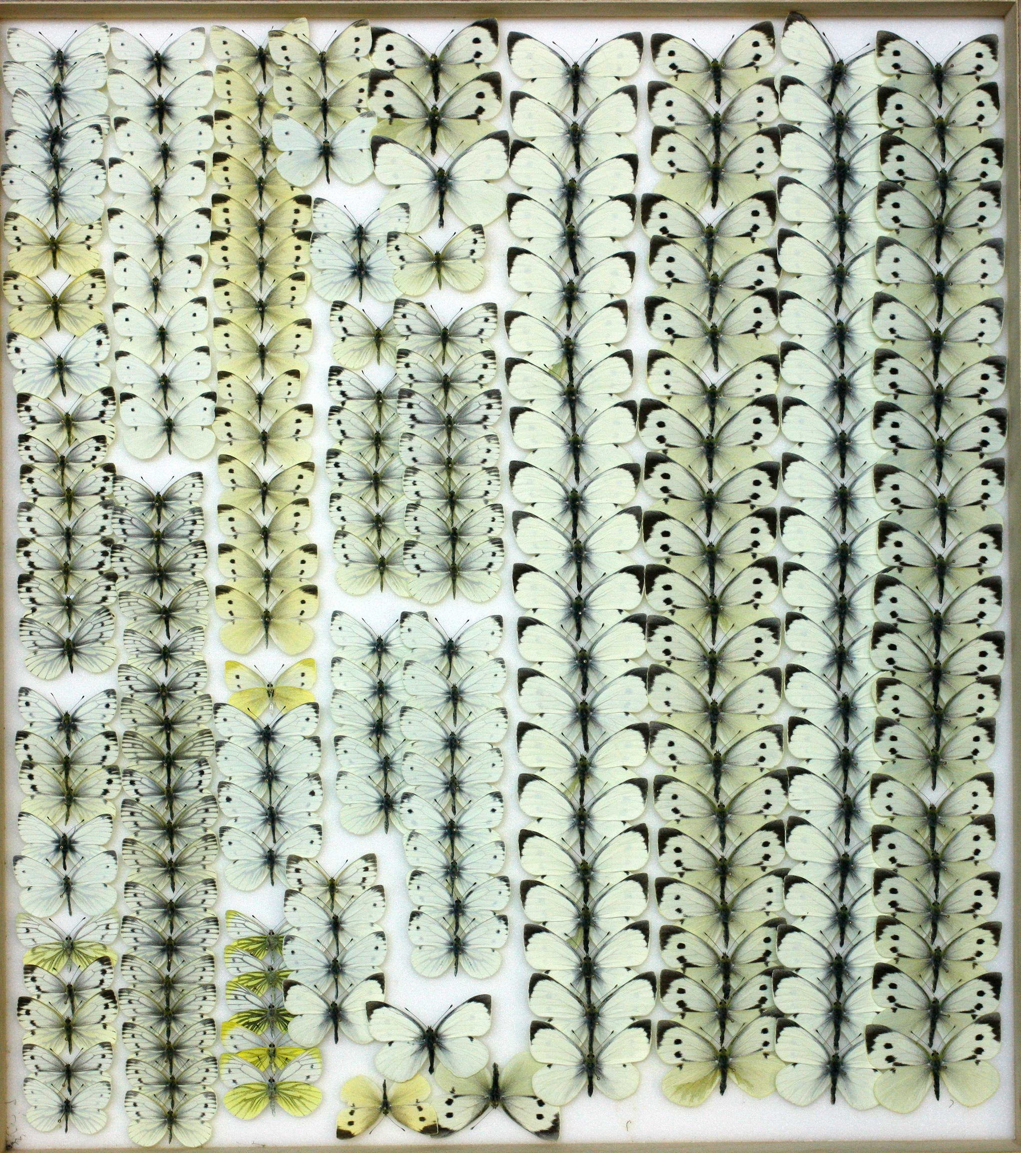 Pinned Spread British Butterflies | A1 Museum Quality | BugsDirect