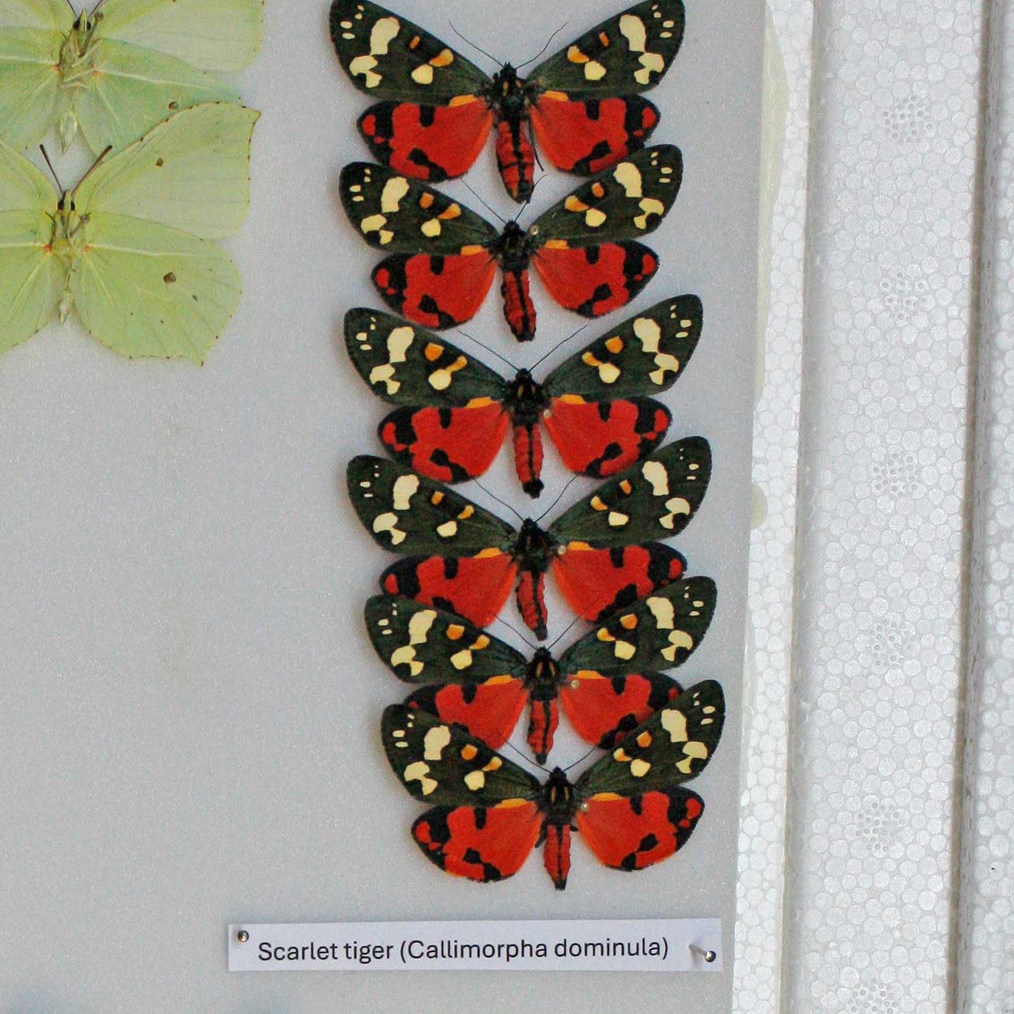 Pinned Spread British Butterflies | A1 Museum Quality | BugsDirect