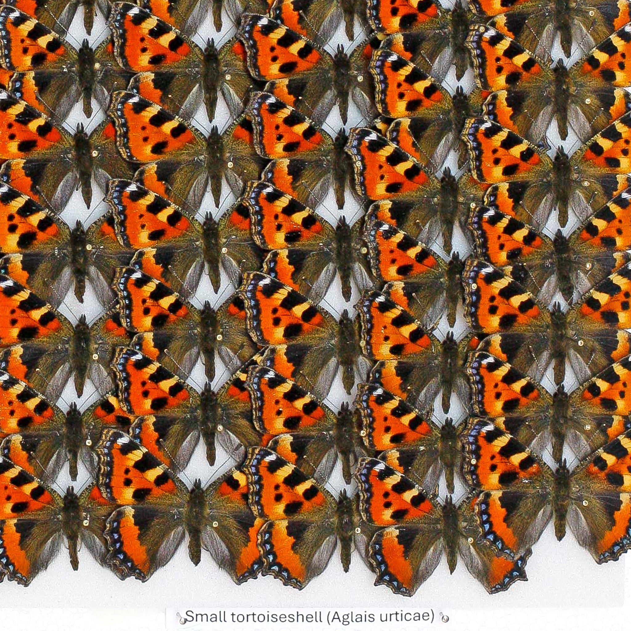 Pinned Spread British Butterflies | A1 Museum Quality | BugsDirect