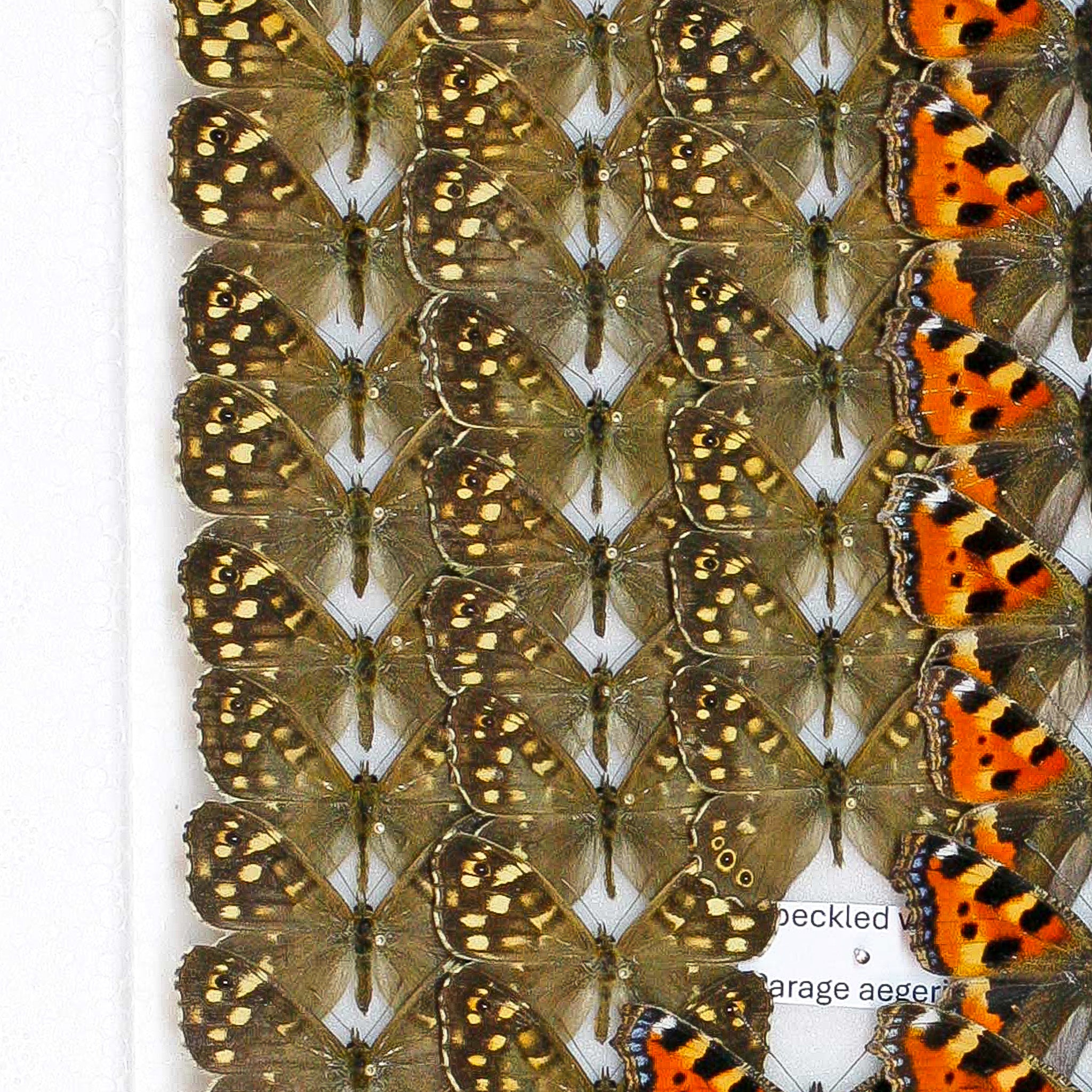 Pinned Spread British Butterflies | A1 Museum Quality | BugsDirect