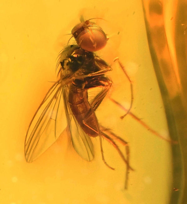 Brachycera Fly Fossil Inclusion in Dominican Amber (705) - bugsdirect.com