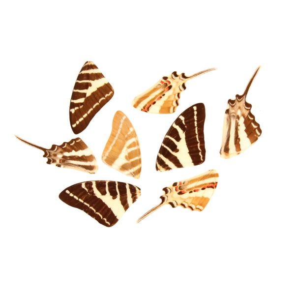 10 Spot Swordtail Butterfly Loose Wings (Graphium nomius) Real Wings f ...