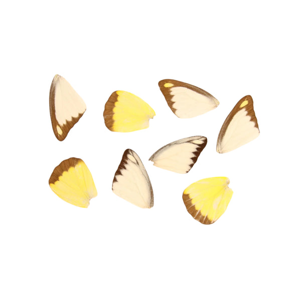 10 Chocolate Albatross Butterfly Loose Wings (Appias lyncida) Real Win ...