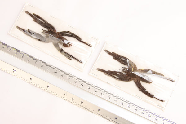 TWO (2) Java Tarantulas (Selenocosmia javanensis dolichoplectra) A1 Dr ...