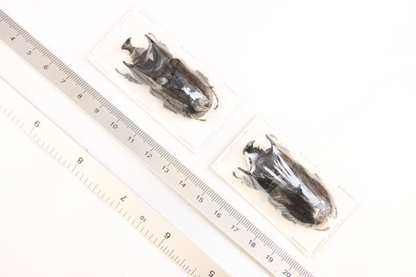 TWO (2) Palu Rhino Beetles SEXED-PAIR (Ceratoryctoderus candezei) A1 E ...