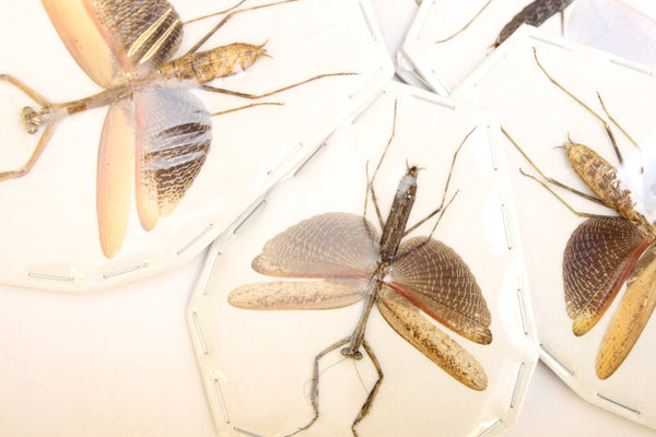 1 x Asian Jumping Mantis (Statilia maculata) Indonesia, Praying Mantid ...