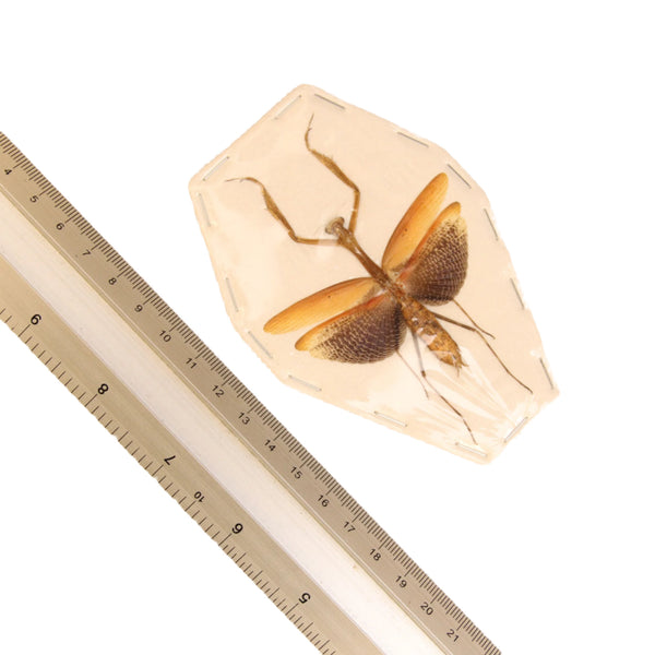 1 x Asian Jumping Mantis (Statilia maculata) Indonesia, Praying Mantid ...