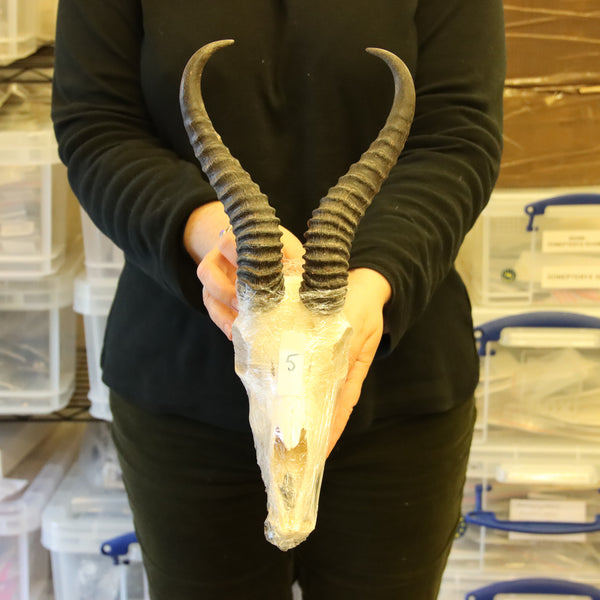 Springbok Skull (Antidorcas marsupialis) Non-CITES species - bugsdirect.com