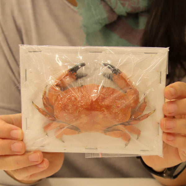 Atergatis integerrimus Red Egg Crab - Indo-Pacific Specimen ...