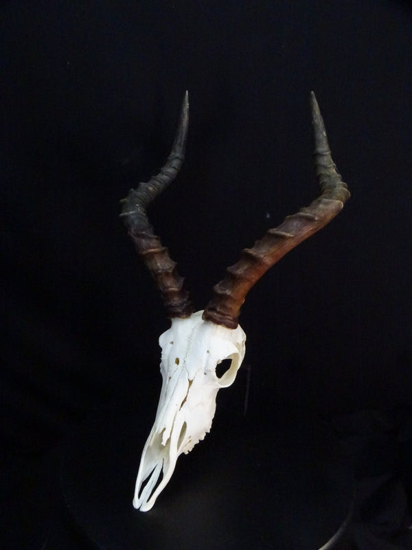 Large African Impala Skull (Aepyceros melampus) Non-CITES species ...