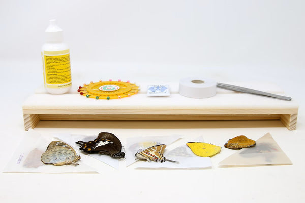 Complete Butterfly Setting Kit | Professional Lepidoptera Mounting ...