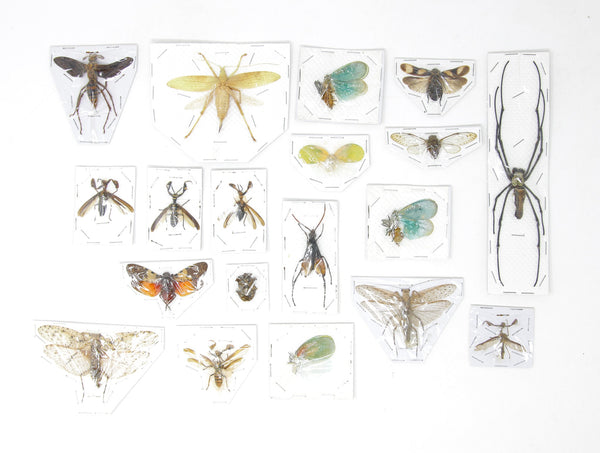Real Insect Entomology Specimens, Butterflies, Beetles, Taxidermy Art ...