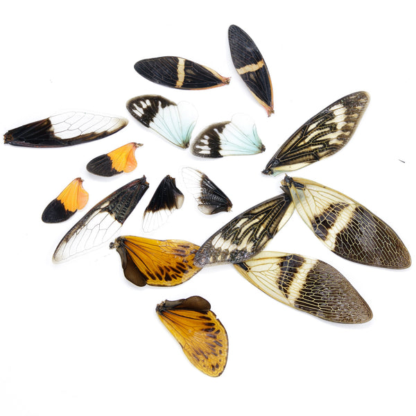 Real 'Fairy Wings' 16 pcs, Cicadas Various Insect Wings for Artistic C ...