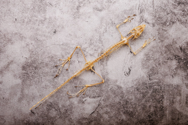Forest Lizard Skeleton 15" (Bronchocela jubata) Real Skeleton Specimen ...