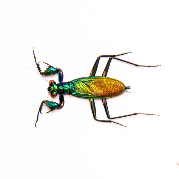 TWO (2) Metallic Mantis (Metallyticus splendidus) A1 Insect Specimens ...