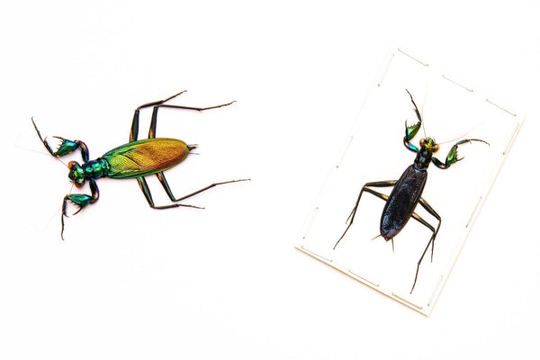 2 Exotic Praying Mantids (Metallyticus splendidus) Java, Indonesia. A1 ...