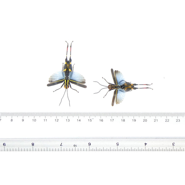 Two (2) Traulia azureipennis (Spread-wings) A1 Entomology Specimens 40 ...