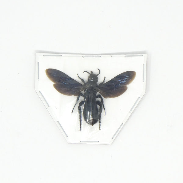 LOT OF 10 x Scoliid Wasps (Scolia affinis) A1 Entomology Specimens for ...