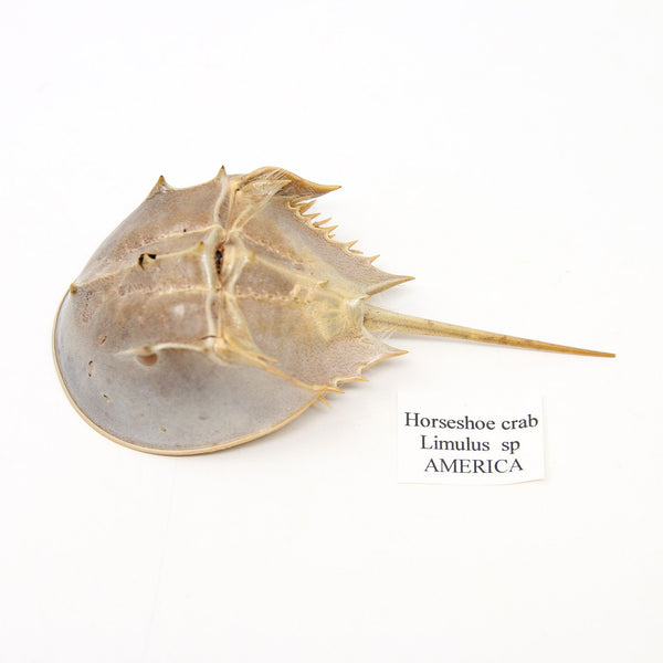 Horseshoe crab (Limulus species) Limulidae Sea-life Specimens for Coll ...