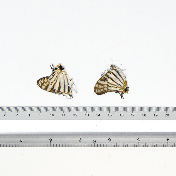 TWO (2) African Map Butterflies (Cyrestis camillus) A1 Dry Preserved B ...