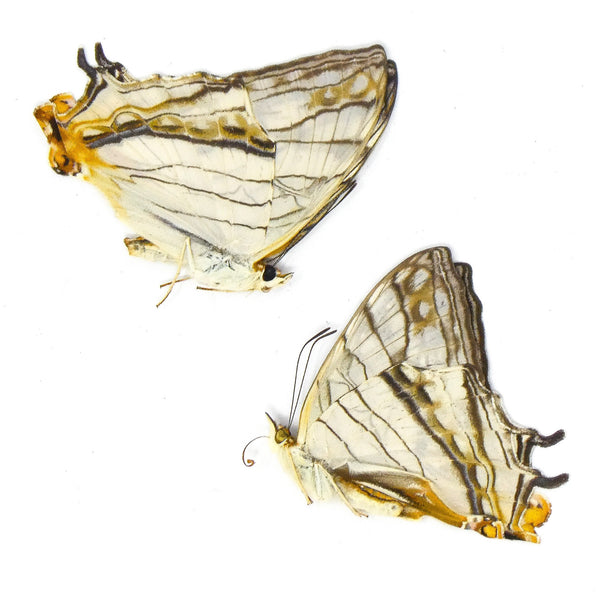 TWO (2) Common Map Butterflies (Cyrestis thyodamas) A1 Dry Preserved B ...