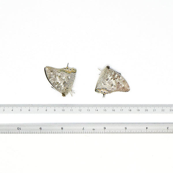 TWO (2) Anaea cyanea / Polygrapha cyanea A1 Dry Preserved Butterfly Sp ...