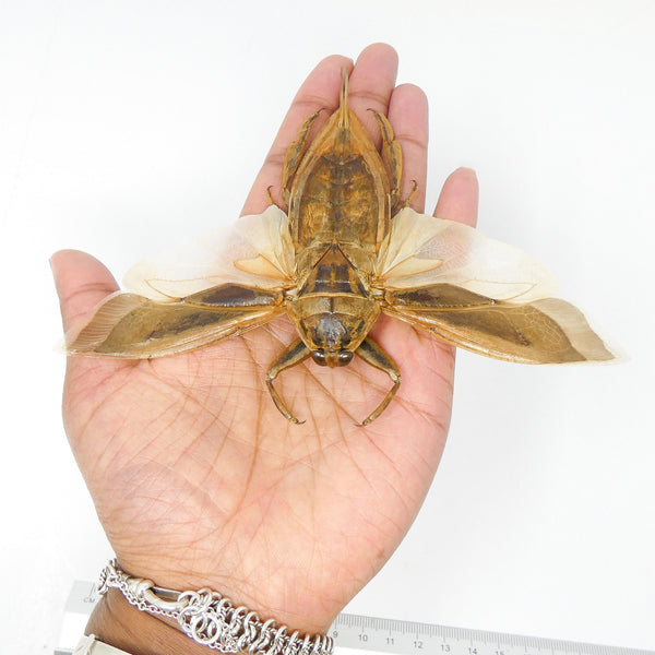 Lot of 10 Giant Water Bugs, SPREAD-WINGS (Lethocerus indicus) A1 Entom ...