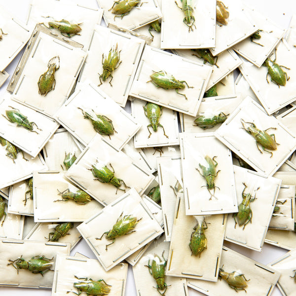 FIVE (5) Gold-dust Weevils (Hypomeces squamosus) A1 Entomology Specime ...