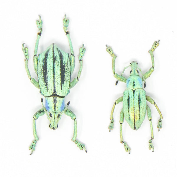 Eupholus cuvieri Weevil Pair - A1 Specimens | BugsDirect