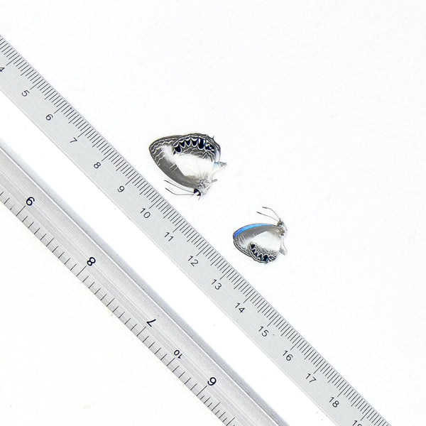 TWO (2) Electric Blue (Jamides euchylas) A1 Dry Preserved Butterfly Sp ...