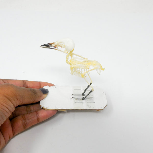 Sooty-headed bulbul SKELETON (Pycnonotus aurigaster) A1 Bone Specimen ...