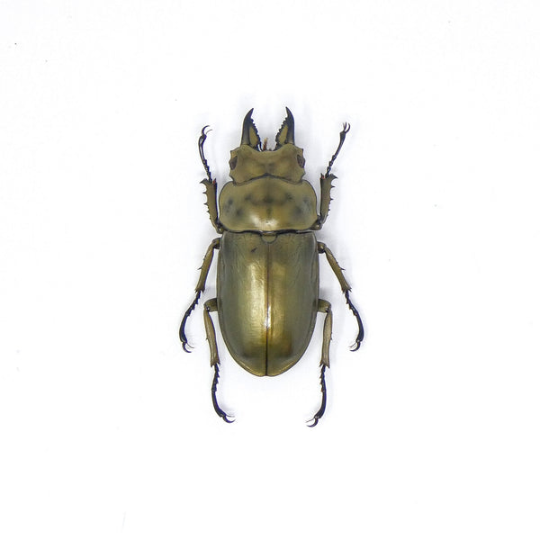 TWO (2) Golden Stag Beetles (Allotopus rosenbergi) +45mm, A1 LARGE Spe ...