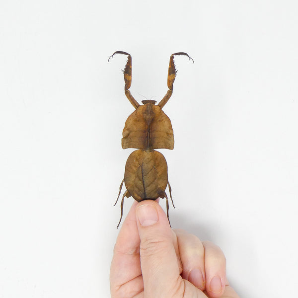 LOT OF 3, Dead Leaf Mantis (Deroplatys truncata) A1 Specimens - BugsDirect