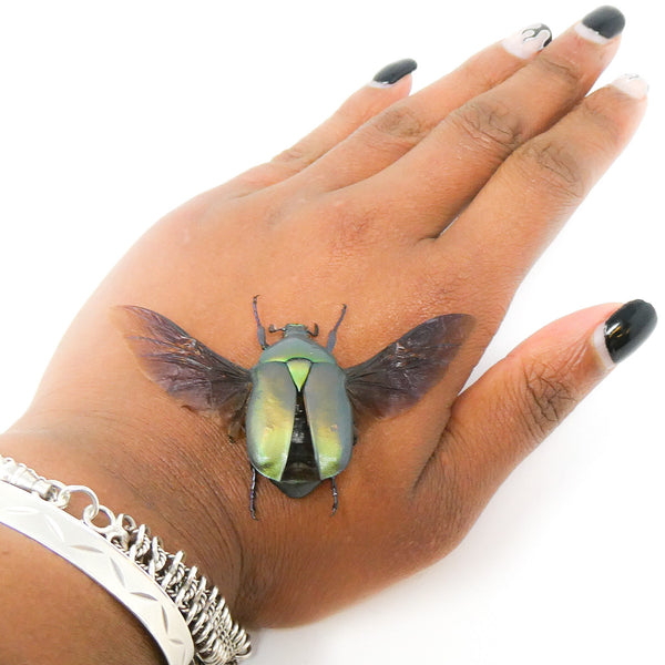 TWO (2) Scarab Beetles (Torynorrhina distincta) A1 Spread Dry-preserve ...