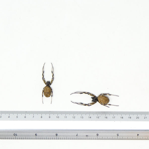 TWO (2) Hermit Orb-weaver Spiders (Nephilengys malabarensis) STUFFED A ...