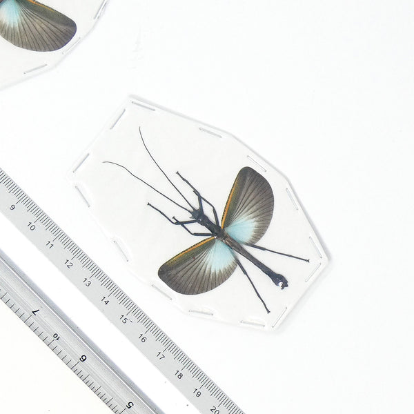 Lot of 5 Blue Stick Insects (Orthomeria superba) A1 Spread Specimens ...