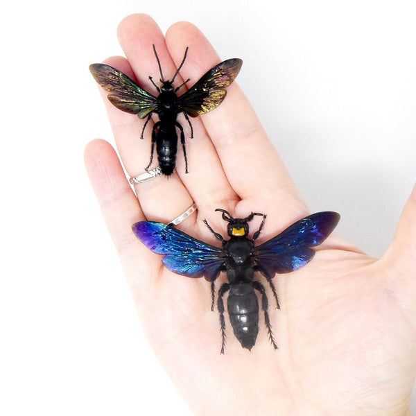TWO (2) SPREAD-PAIR Mammoth Wasps (Megascolia velutina ducalis) A1 Spe ...