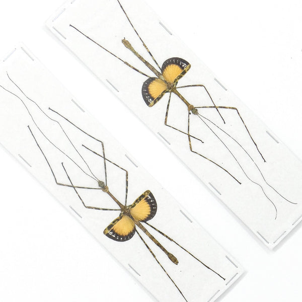 TWO (2) SPREAD Stick insects (Pseudodiacantha macklottii) A1 Specimens ...