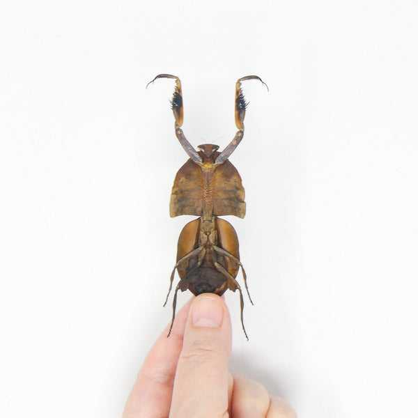 Dead Leaf Mantis (Deroplatys truncata) A1 Dry-preserved Spread Specime ...