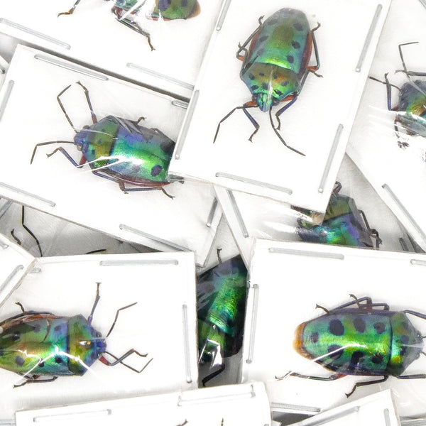 TWO (2) Mangrove Jewel Bugs (Calliphara nobilis) A1 Dry-preserved Spec ...