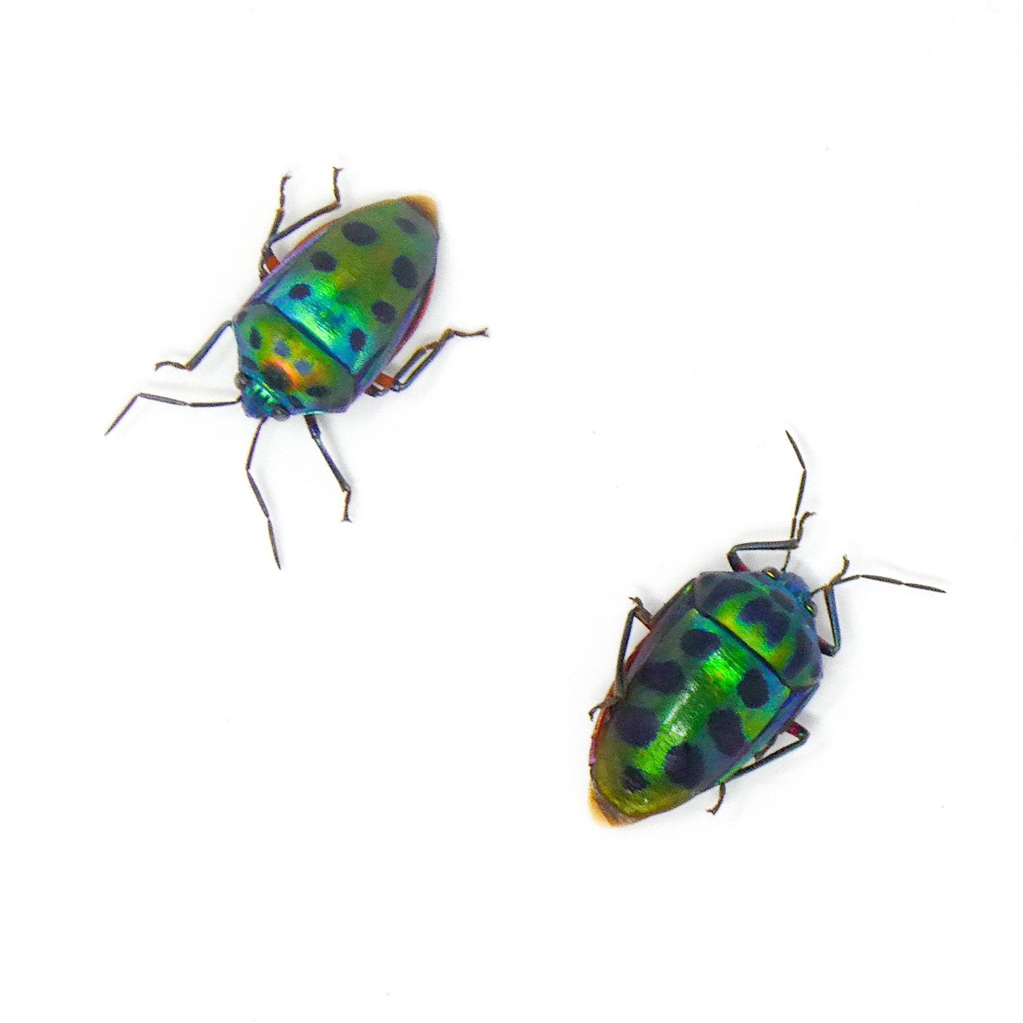 TWO (2) Mangrove Jewel Bugs (Calliphara nobilis) A1 Dry-preserved Spec ...